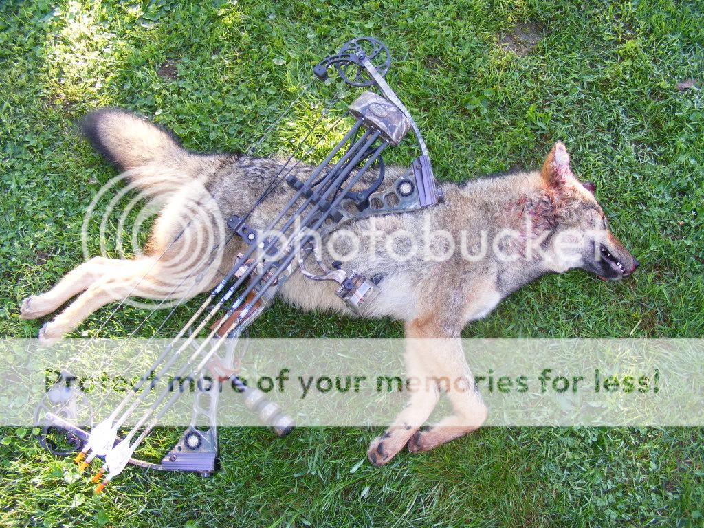 Coyote 2011 Shot with the bow | The HuntingPA.com Outdoor Community